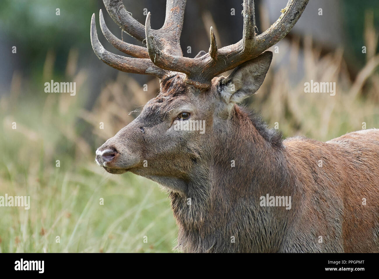 Red deer in its natural habitat in Denmark Stock Photo - Alamy