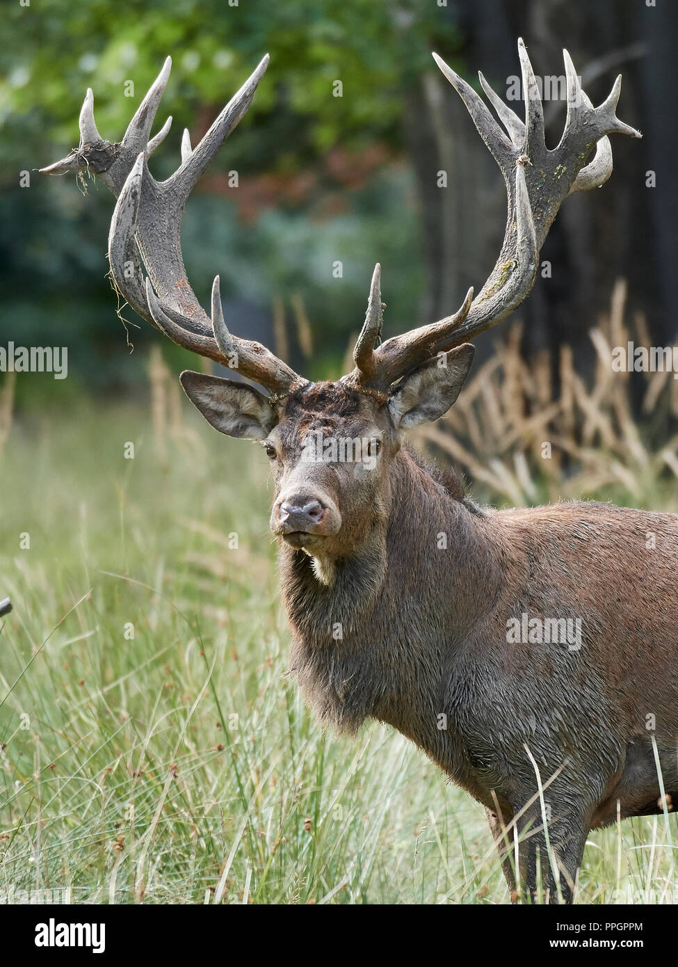 Red deer in its natural habitat in Denmark Stock Photo - Alamy