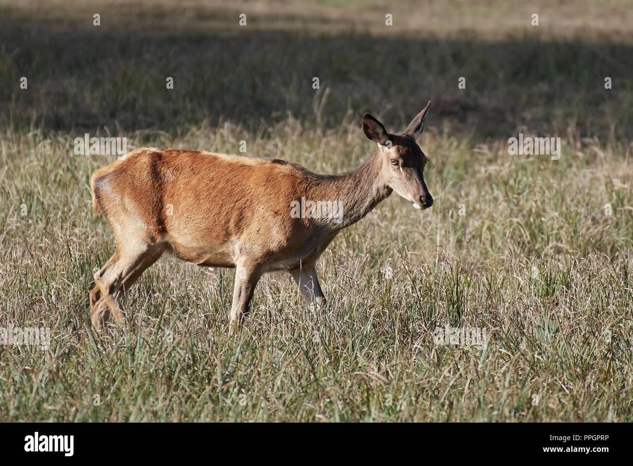 Red deer in its natural habitat in Denmark Stock Photo - Alamy