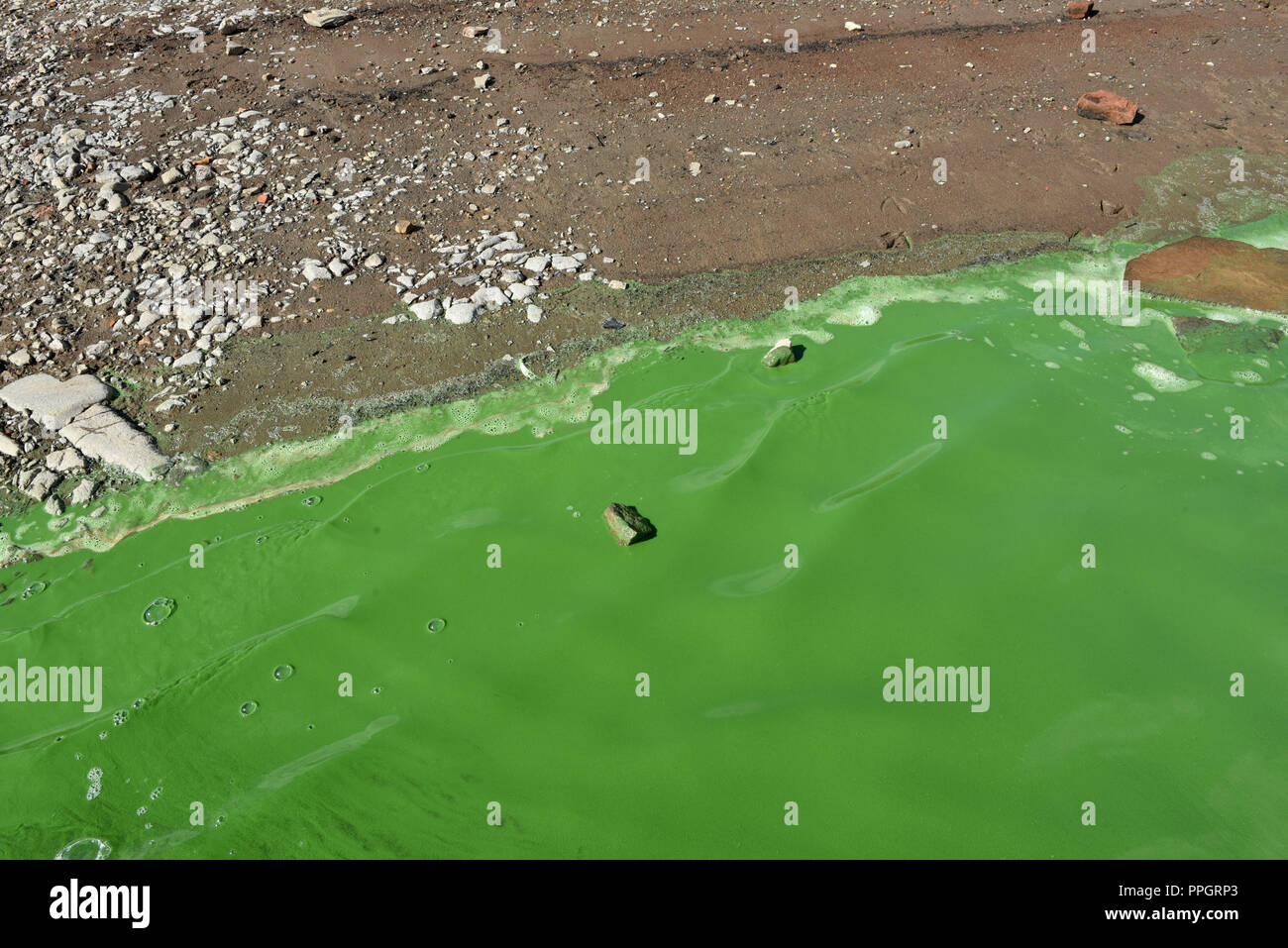 Algae plague hi-res stock photography and images - Alamy