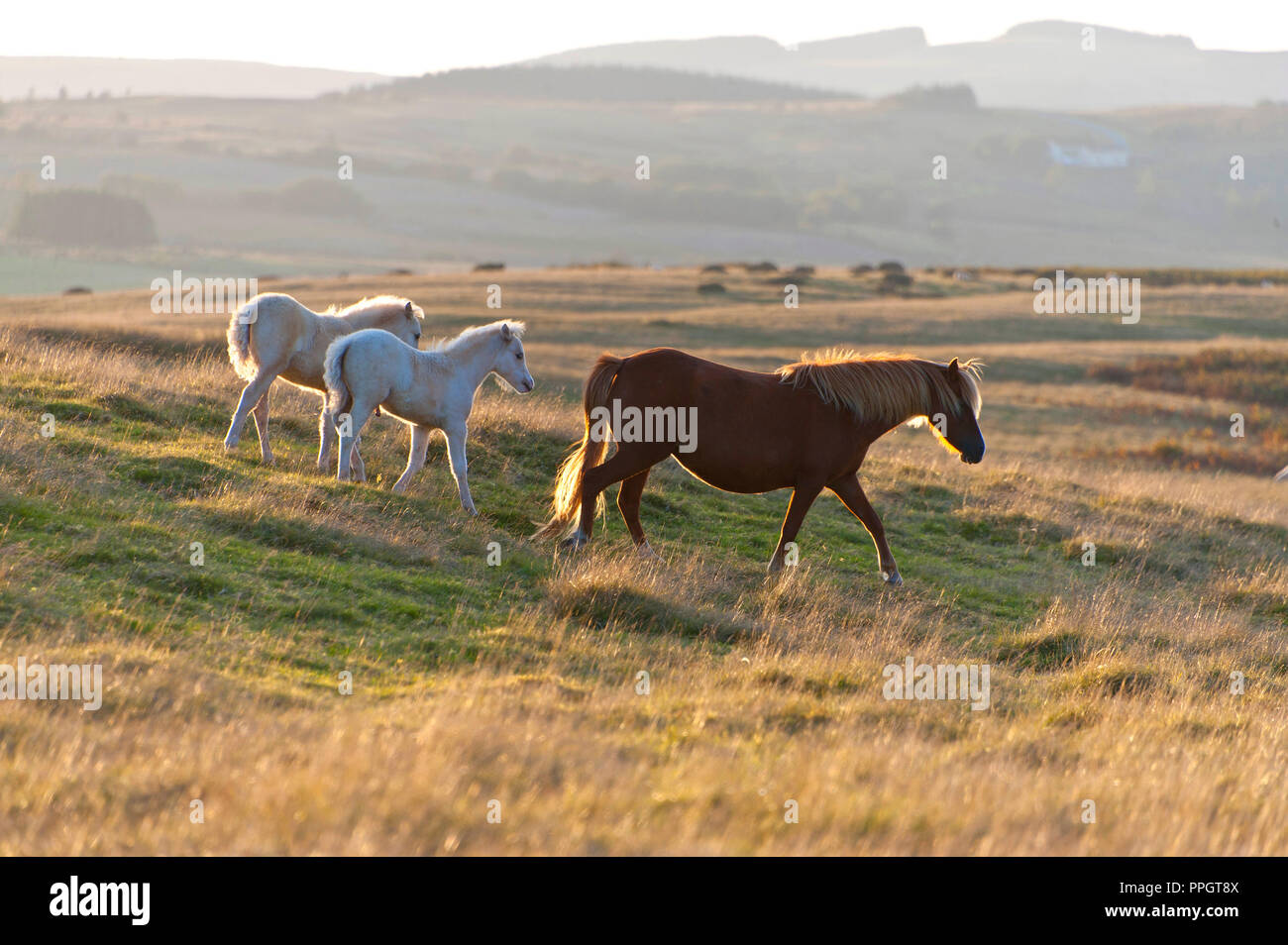 Builth wells powys uk 25th hi-res stock photography and images - Alamy