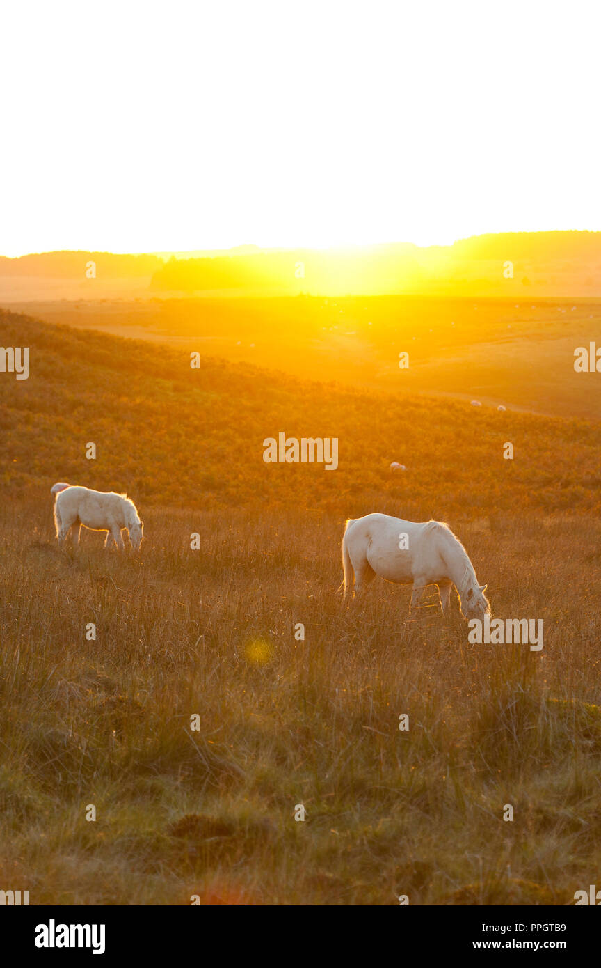 Builth Wells, Powys, UK. 25th September 2018. Welsh Mountain Ponies ...