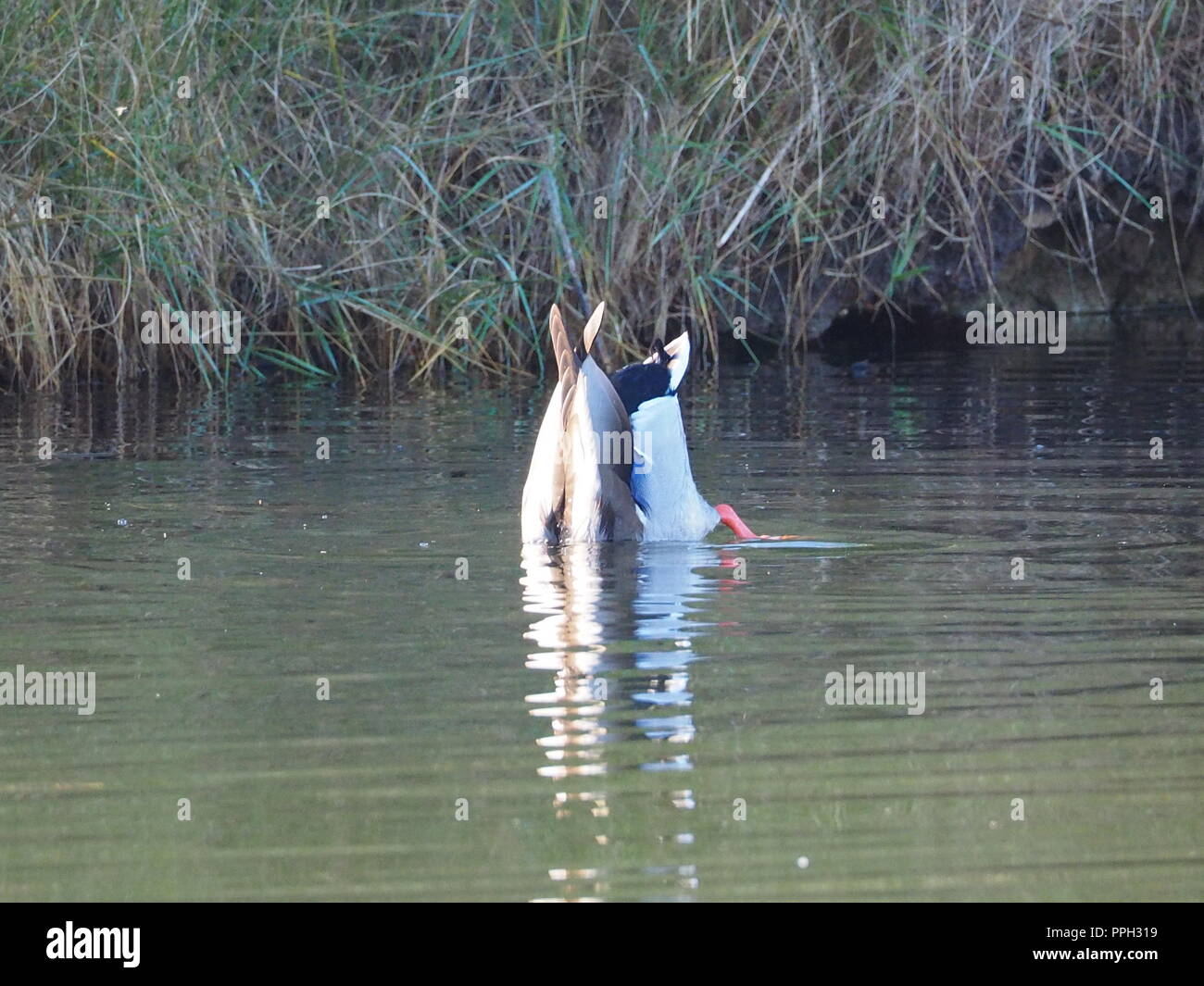 Ducks bottom up hi-res stock photography and images - Alamy