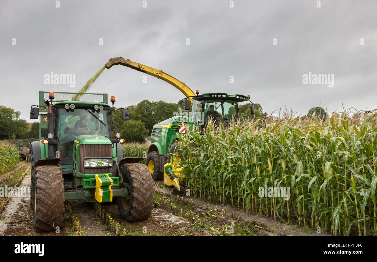 Corn griffin hi-res stock photography and images - Alamy