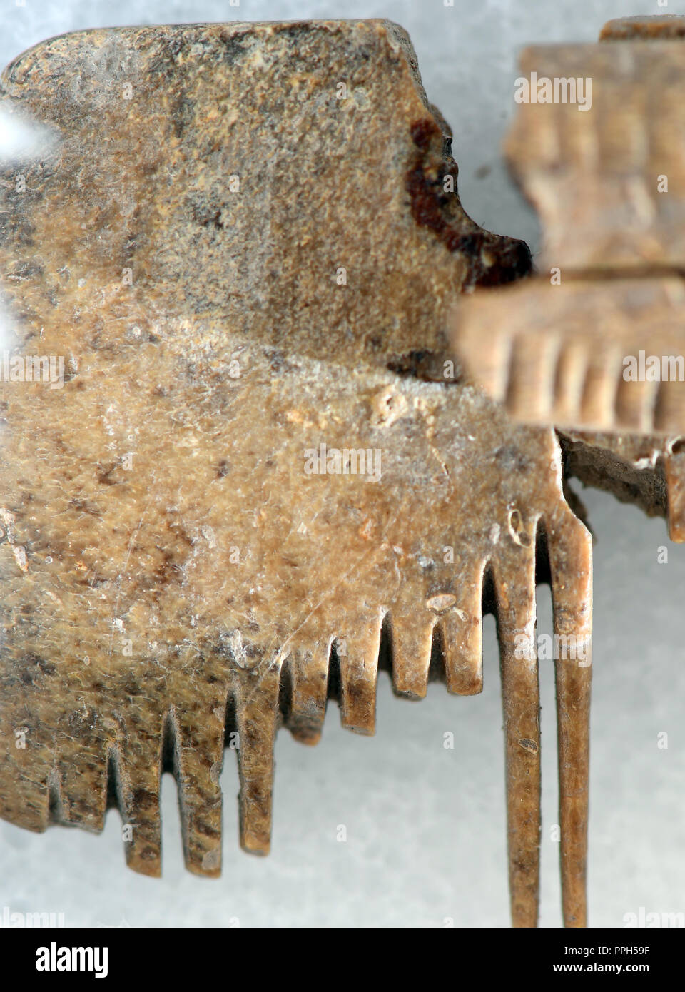 26 September 2018, Saxony-Anhalt, Obhausen: A medieval antler comb is ...