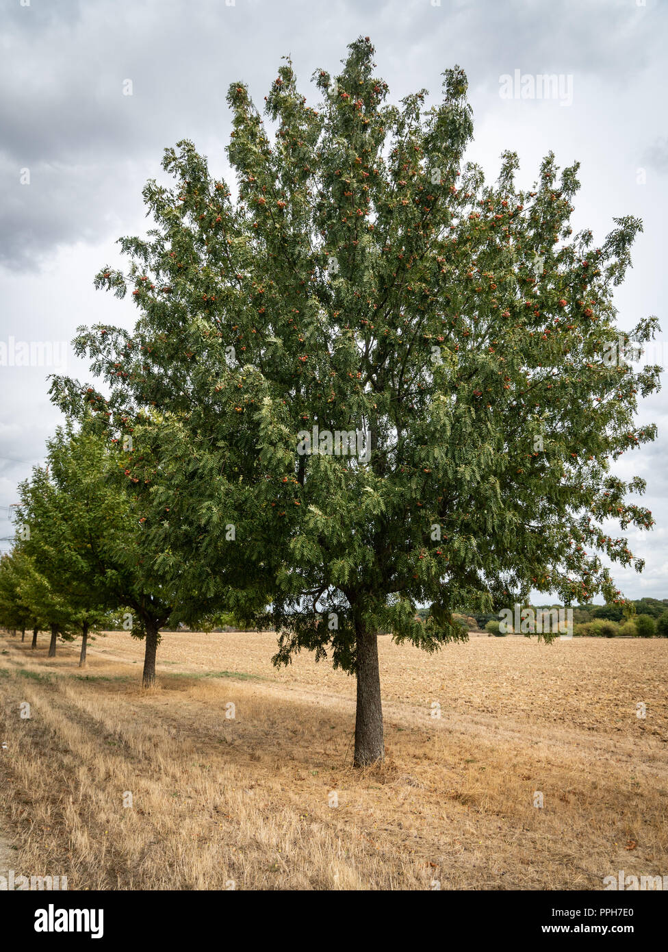 Hattersheim am Main, Hessen. 22nd Sep, 2018. A planted Sorb Tree ...
