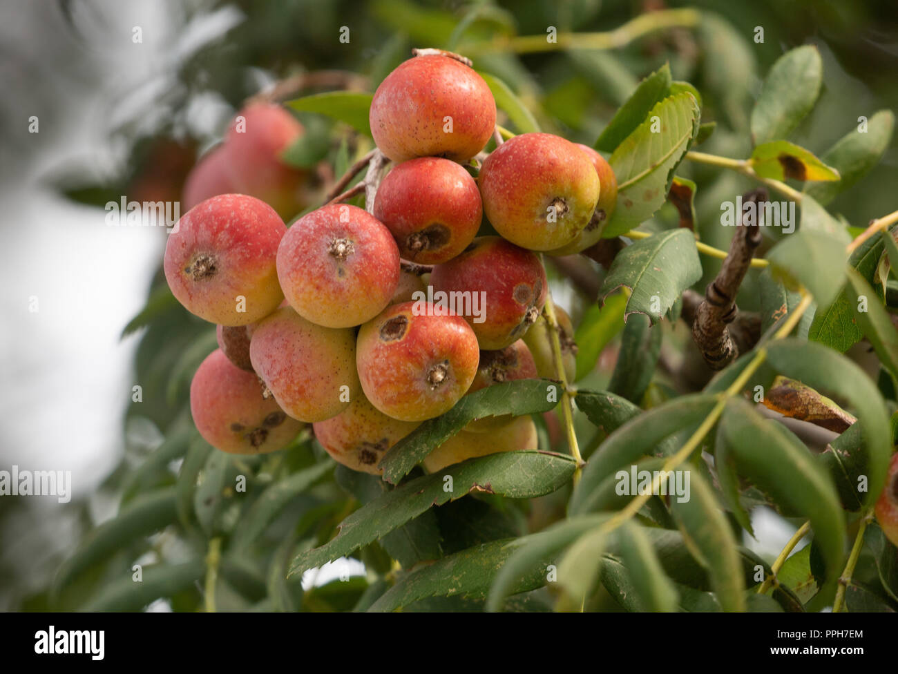 Hattersheim am Main, Hessen. 22nd Sep, 2018. A planted Sorb Tree ...