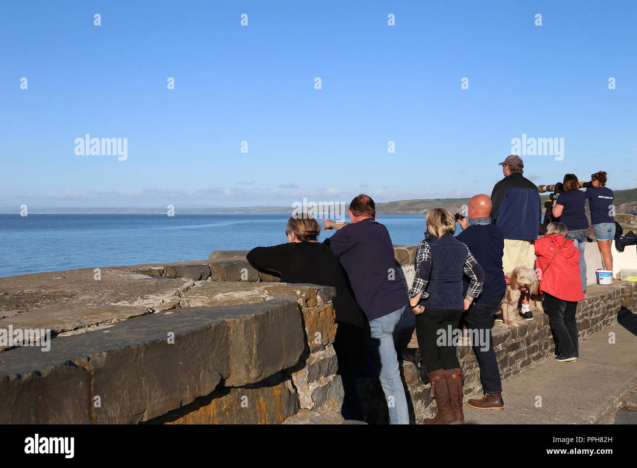 Dolphins watching wales hi-res stock photography and images - Alamy