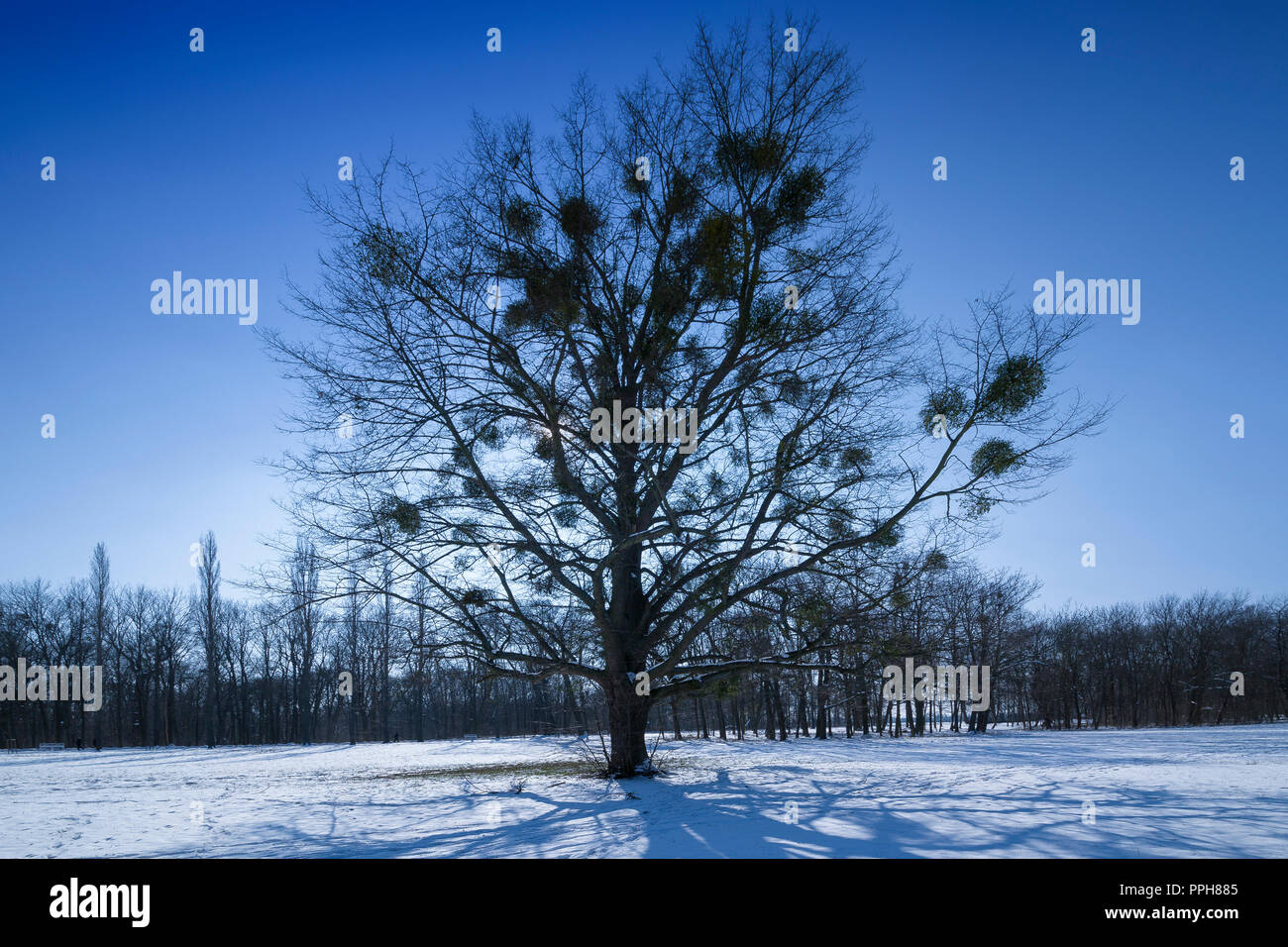 Winter season cold hi-res stock photography and images - Alamy