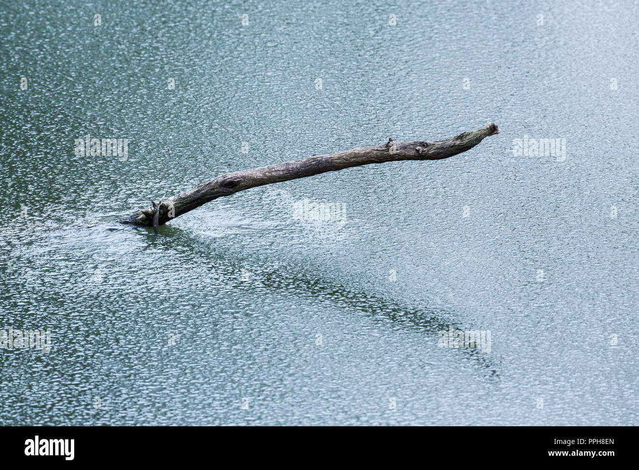 Branch icy cold hi-res stock photography and images - Alamy