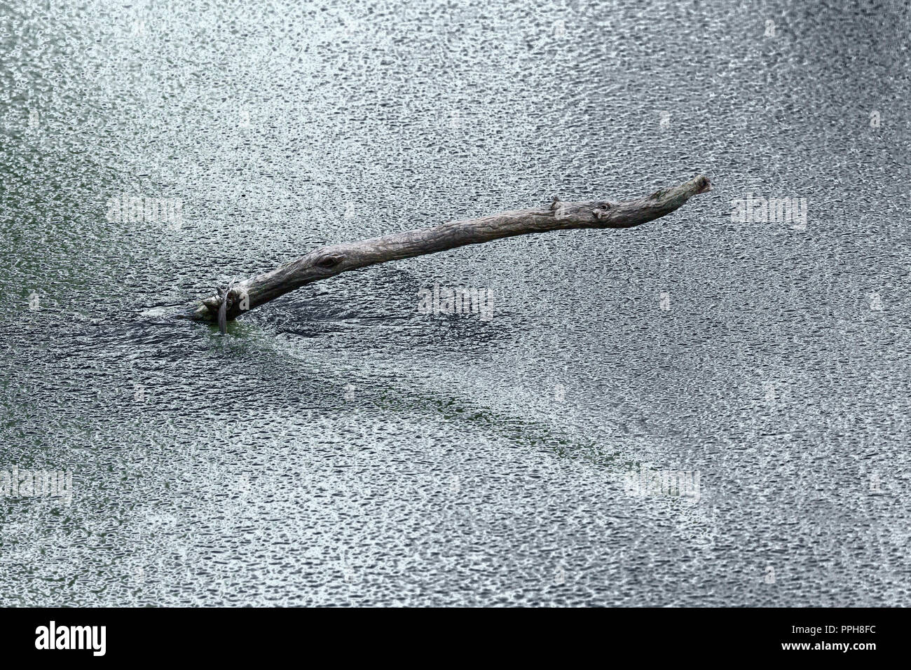 Branch icy cold hi-res stock photography and images - Alamy