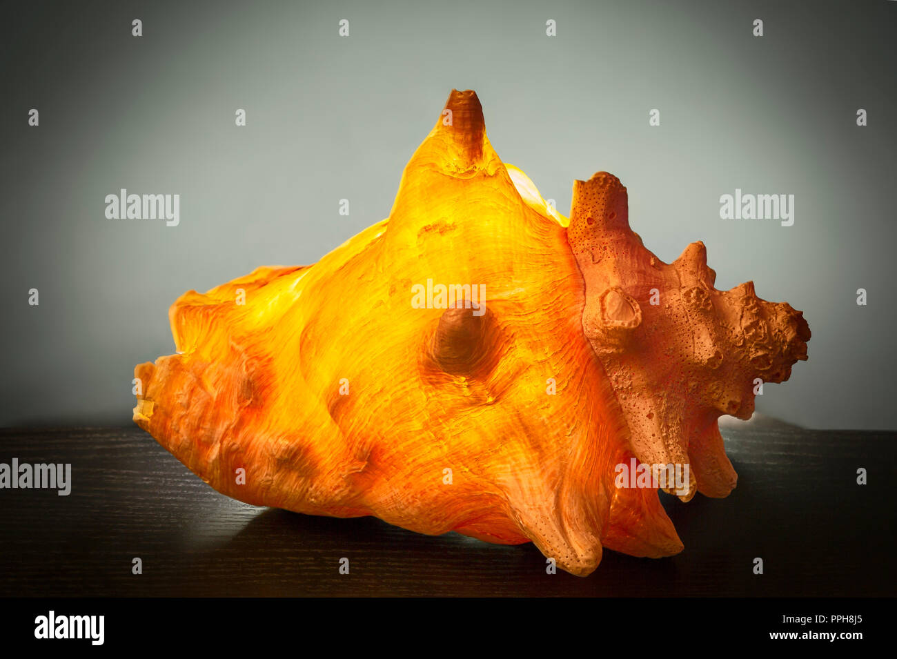 Sea shell, Studio Photography Stock Photo - Alamy