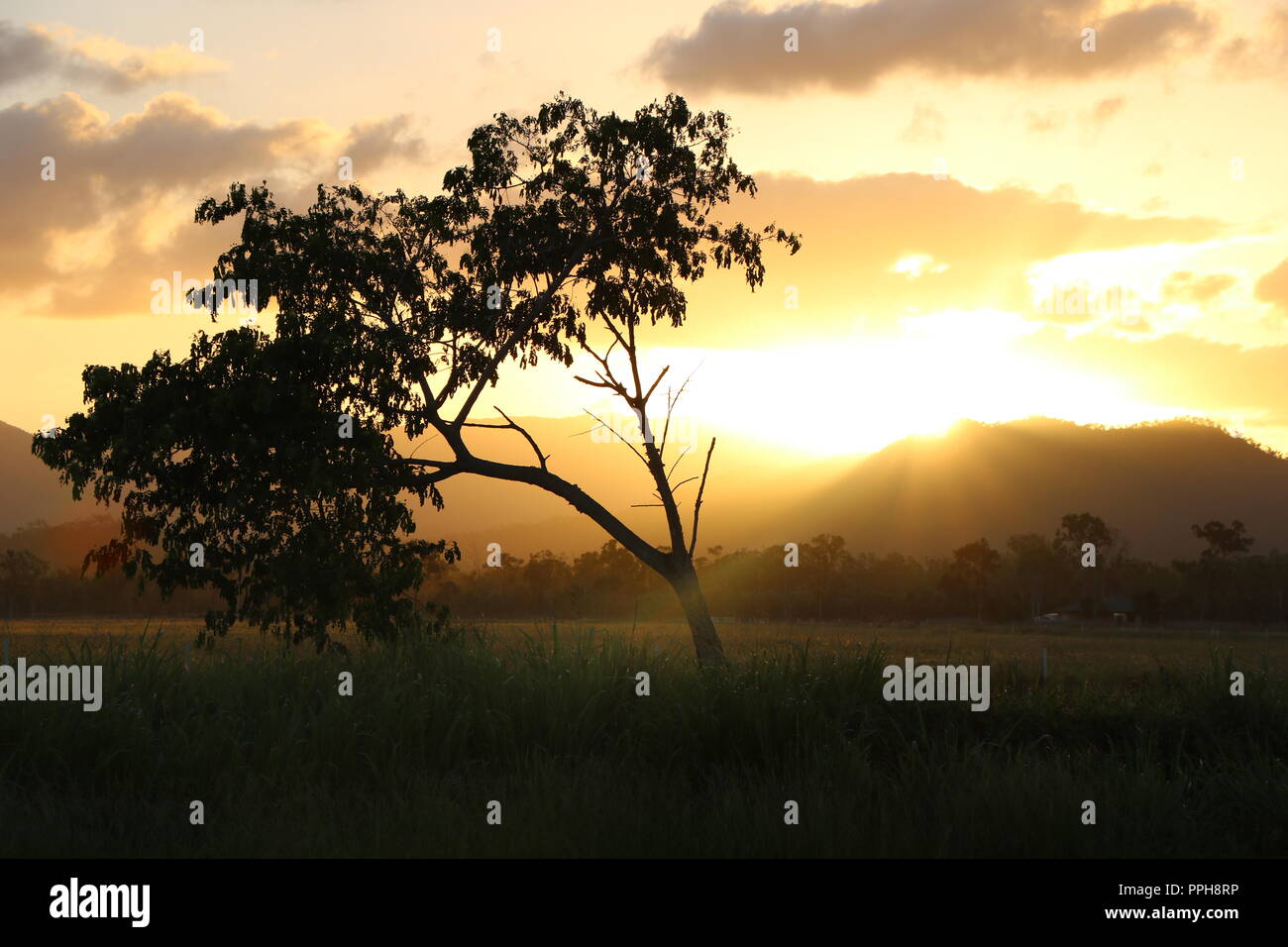 Red Sunset Glow Sunbeams Tree Australia Outback Evening Morning Stock ...