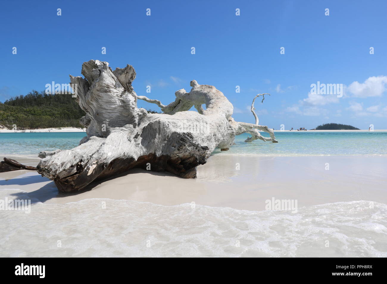 Dead Tree Trunk Whitehaven Beach Whitsundays White Sand Cristal Clear ...