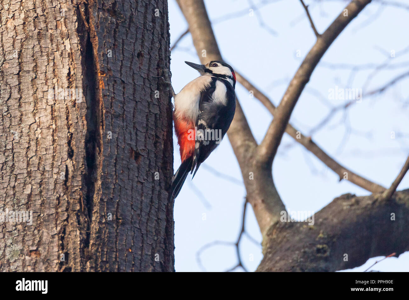 Specht bird hi-res stock photography and images - Alamy