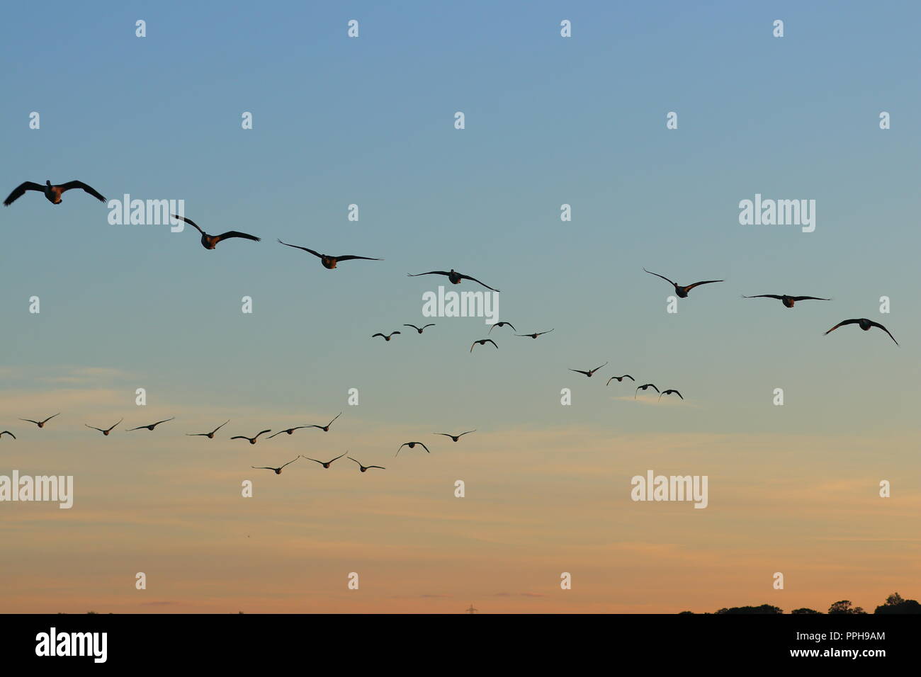 Canada Geese in flight over RSPB St Aidan's Nature Park Stock Photo - Alamy