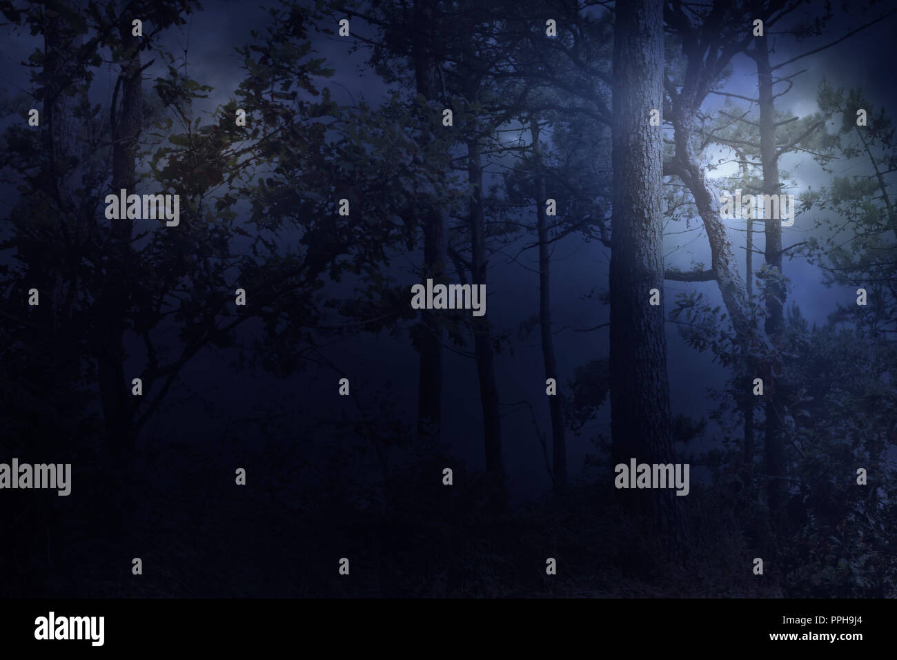 Woods fog moon hi-res stock photography and images - Alamy