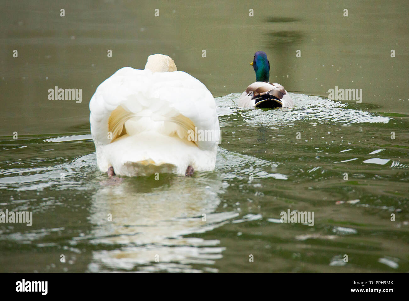 Swan hound duck Stock Photo - Alamy
