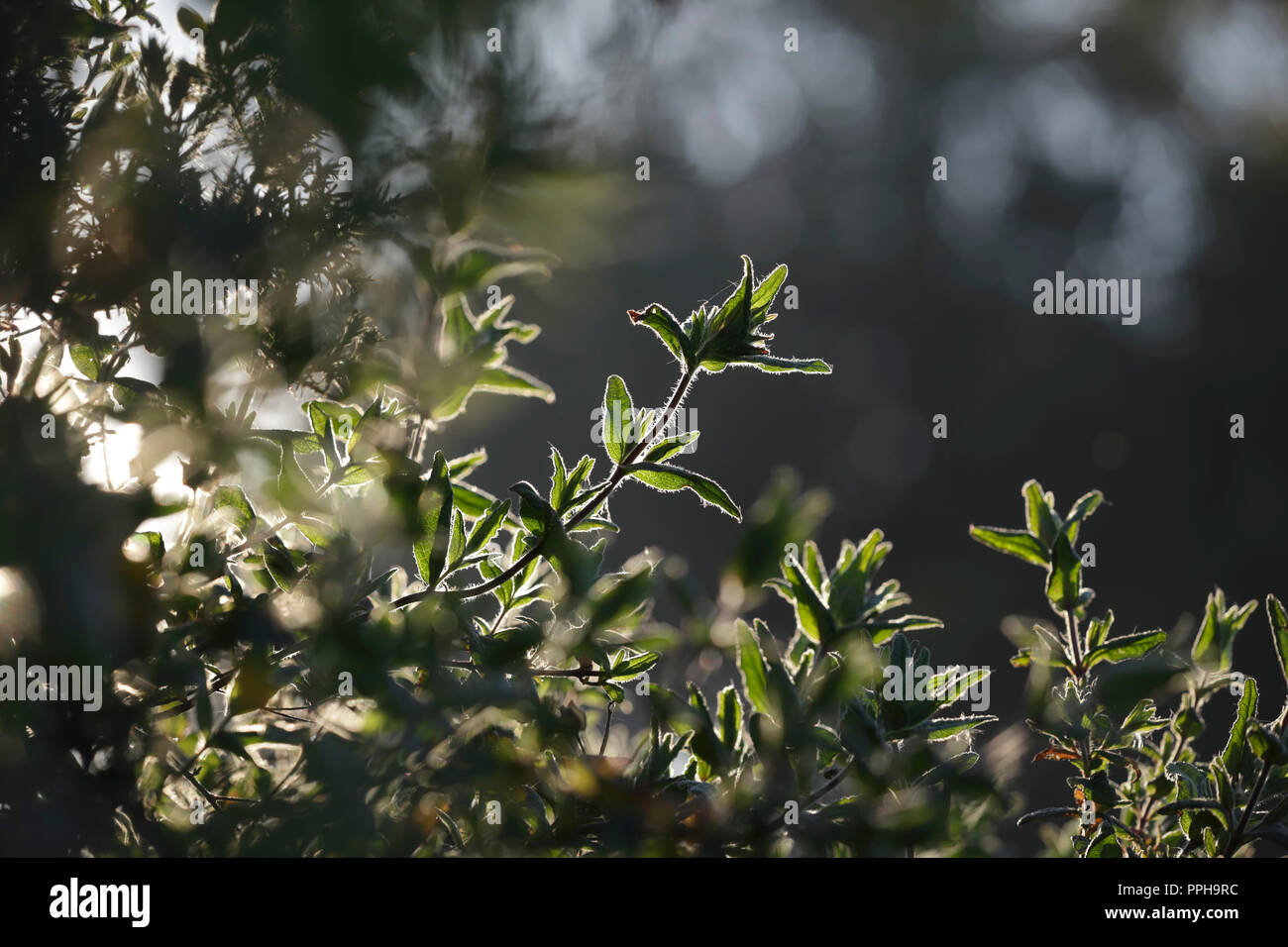 Backlit hairy plant from a northeern portuguese meadow. End of the day ...