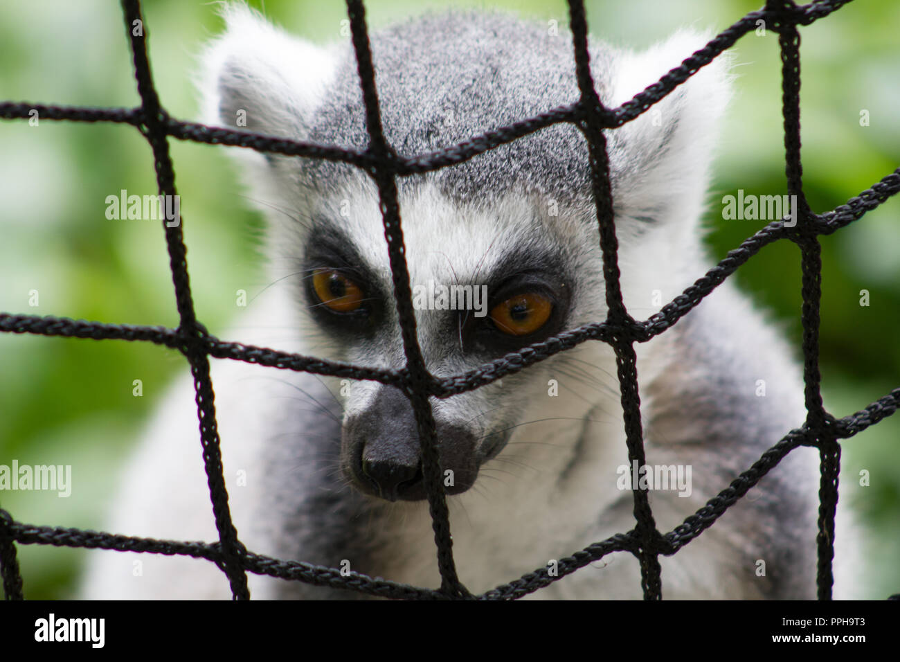 Ring Tailed Lemur Stock Photo - Alamy