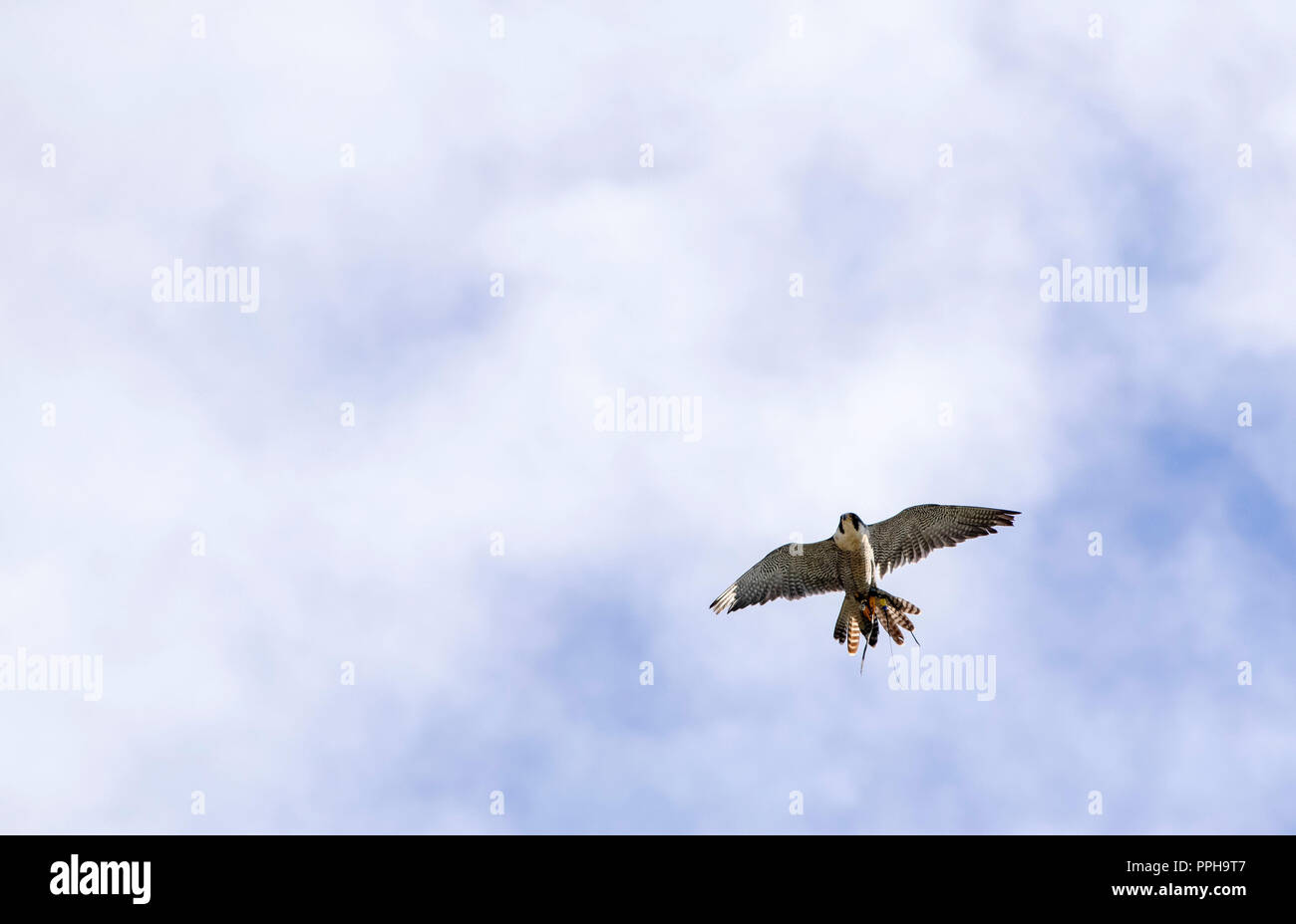 Peregrine falcon stoop hi-res stock photography and images - Alamy