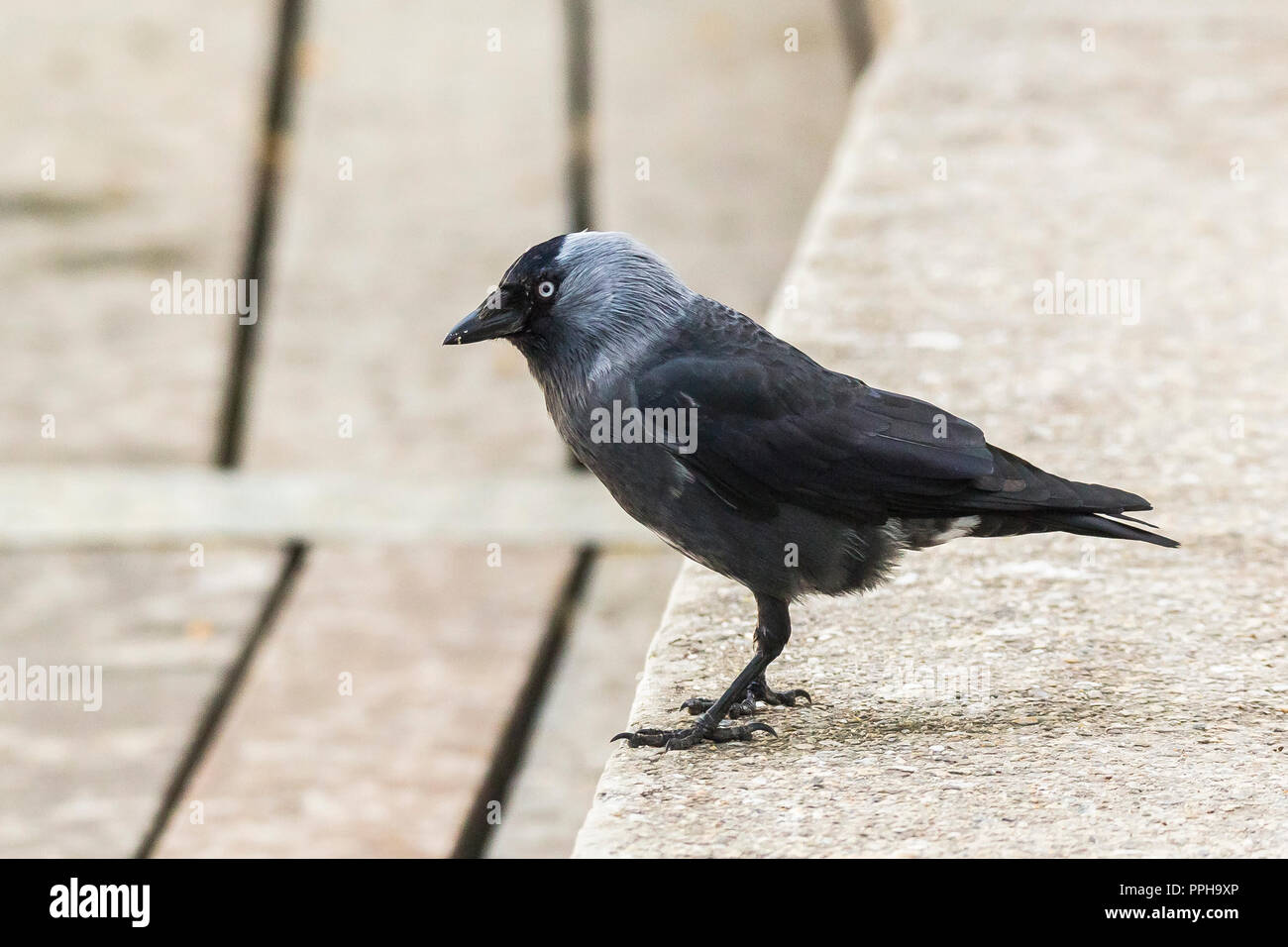 Dohle hi-res stock photography and images - Alamy