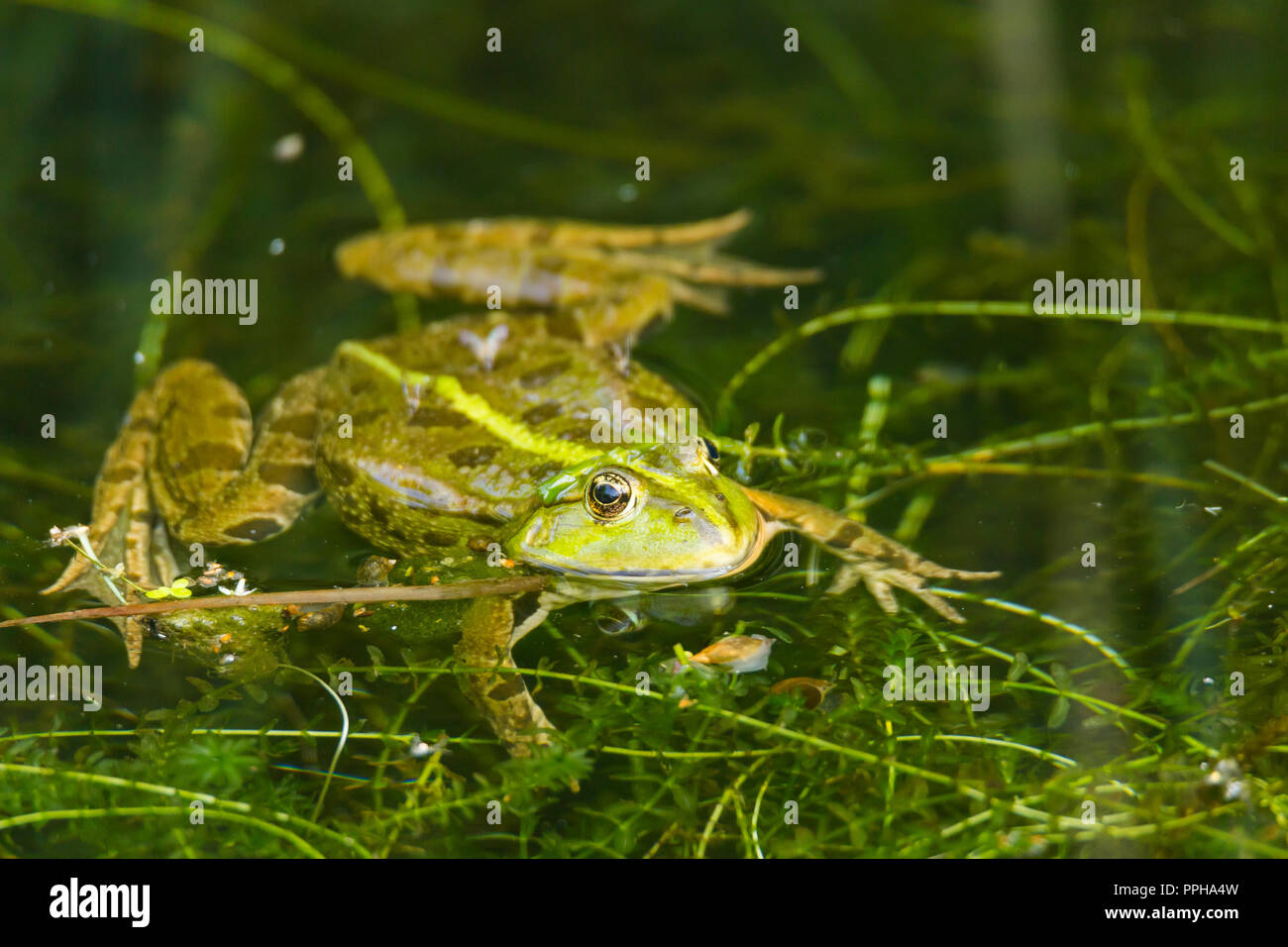 Tree frog hylidae hi-res stock photography and images - Alamy