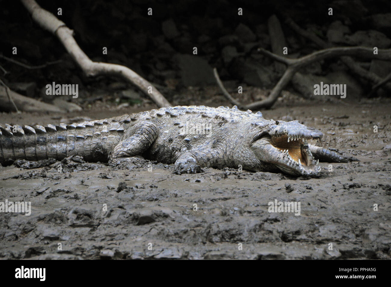 Wild Crocodiles in the banks of the Canyon in Chiapas, Mexico. Sumidero ...