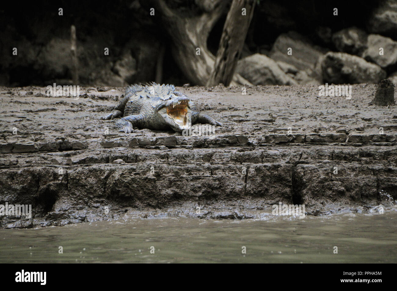 Wild Crocodiles in the banks of the Canyon in Chiapas, Mexico. Sumidero ...