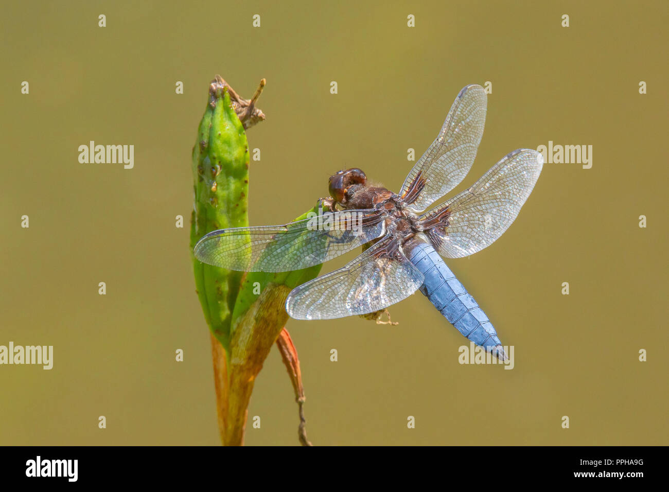 Insekt biologie hi-res stock photography and images - Alamy
