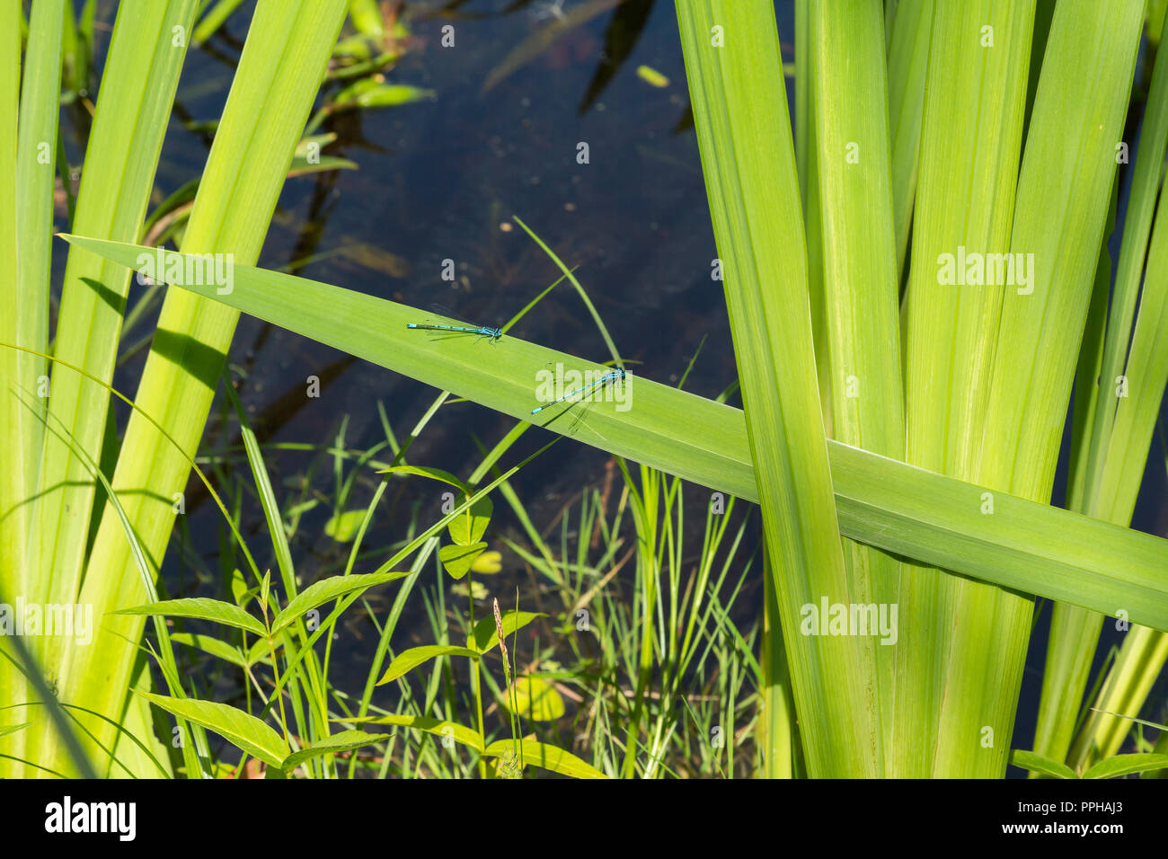 Pterygota High Resolution Stock Photography and Images - Alamy