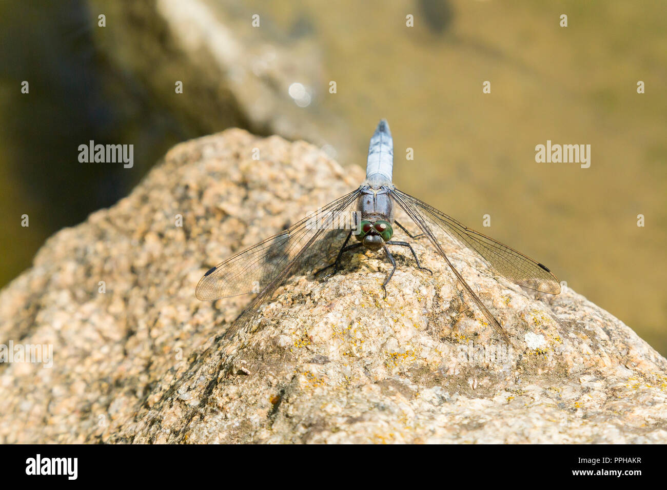Libelle hi-res stock photography and images - Alamy