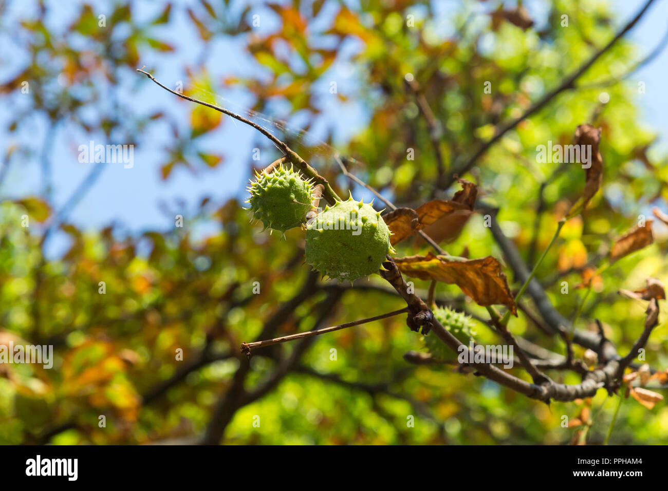 Kastanie hi-res stock photography and images - Alamy