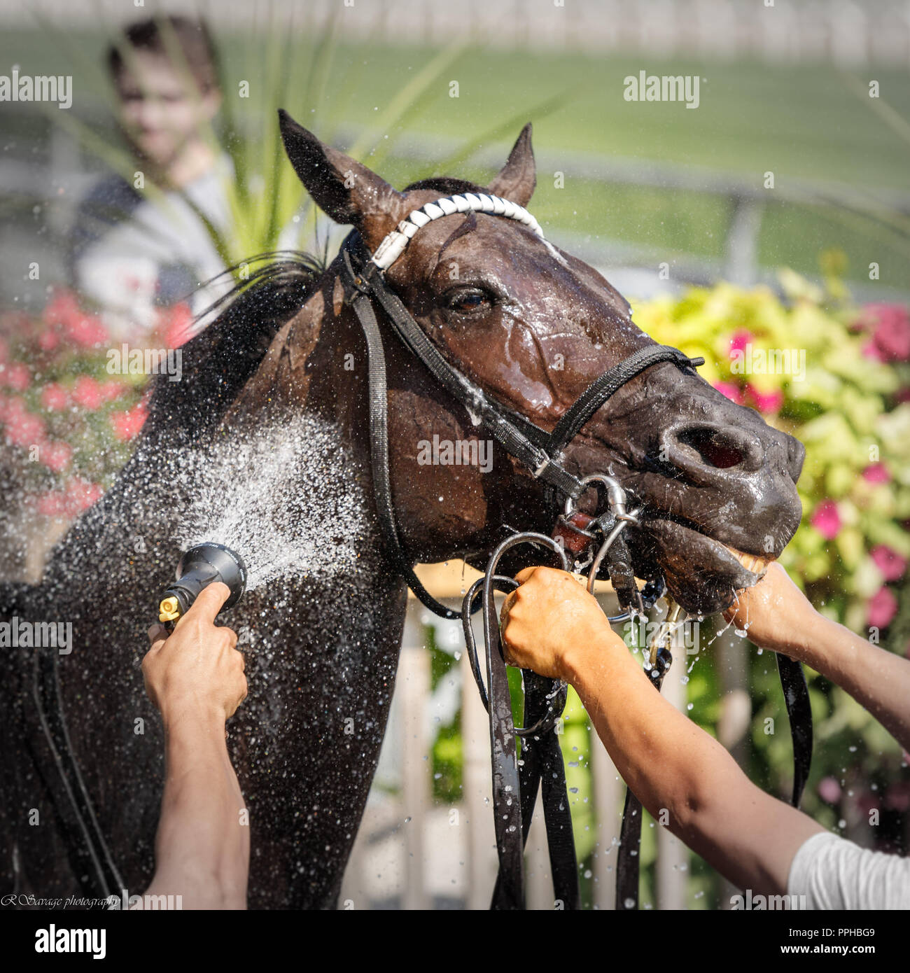 Race horses need to be cooled down after winning on a hot summer day ...