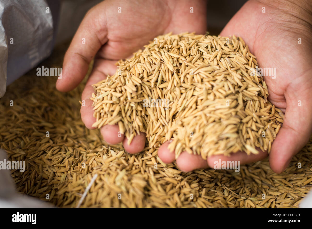 Hand carries Paddy, Hold Paddy Rice on Threshing bag, harvest season in ...