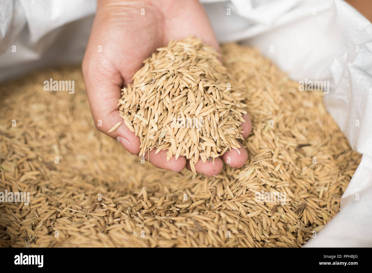 Hand carries Paddy, Hold Paddy Rice on Threshing bag, harvest season in ...