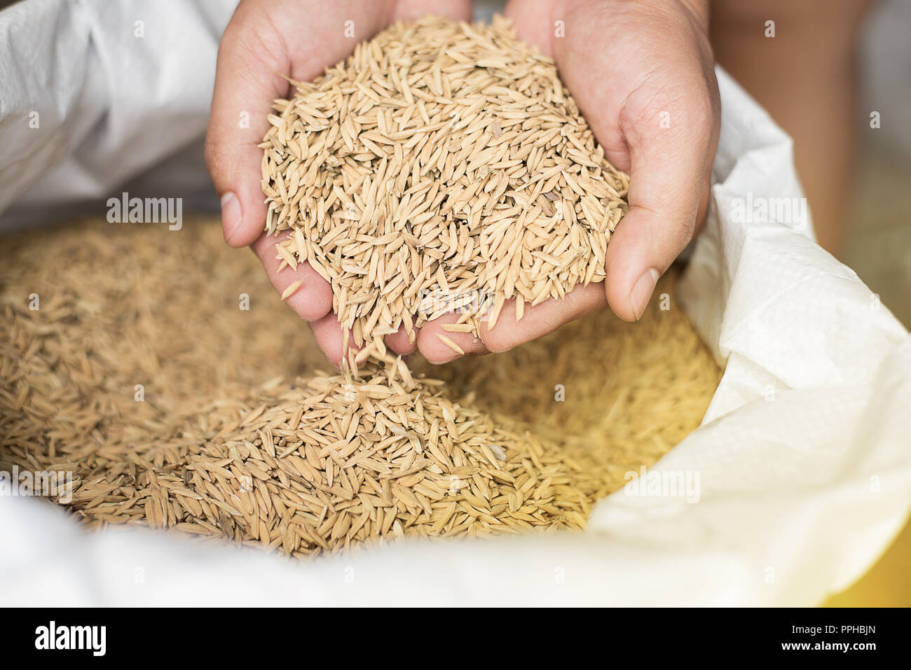 Hand carries Paddy, Hold Paddy Rice on Threshing bag, harvest season in ...