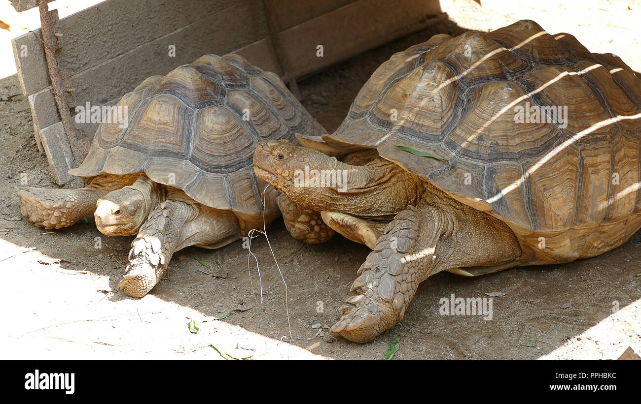 Mauritius turtles hi-res stock photography and images - Alamy
