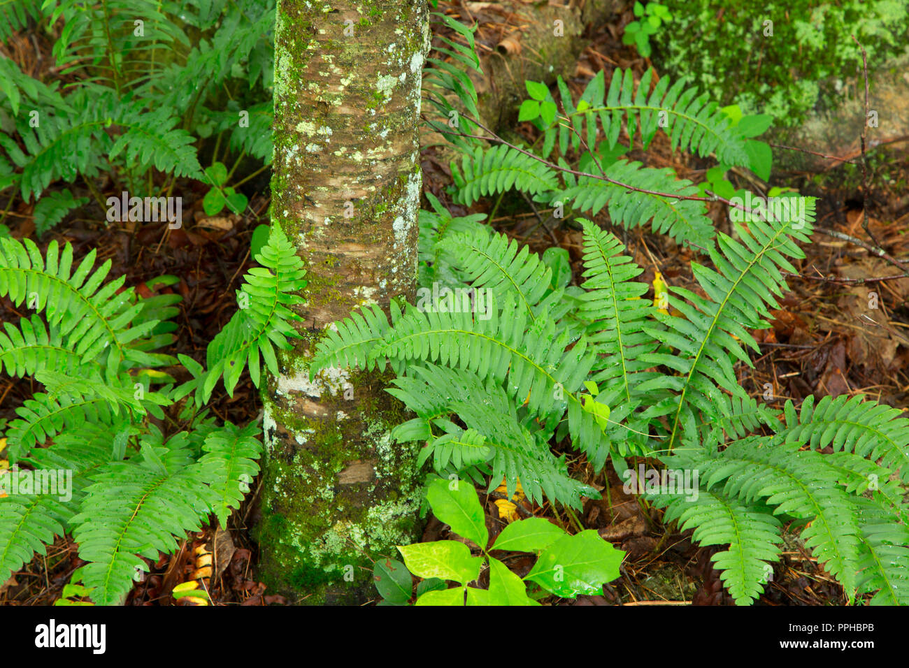 Nipmuck trail hi-res stock photography and images - Alamy