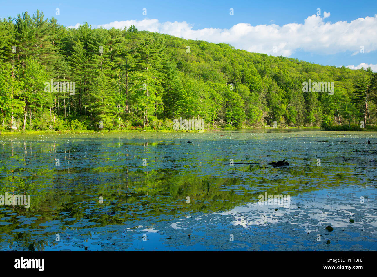 Breakneck Pond along Nipmuck Trail, Nipmuck State Forest, Connecticut ...