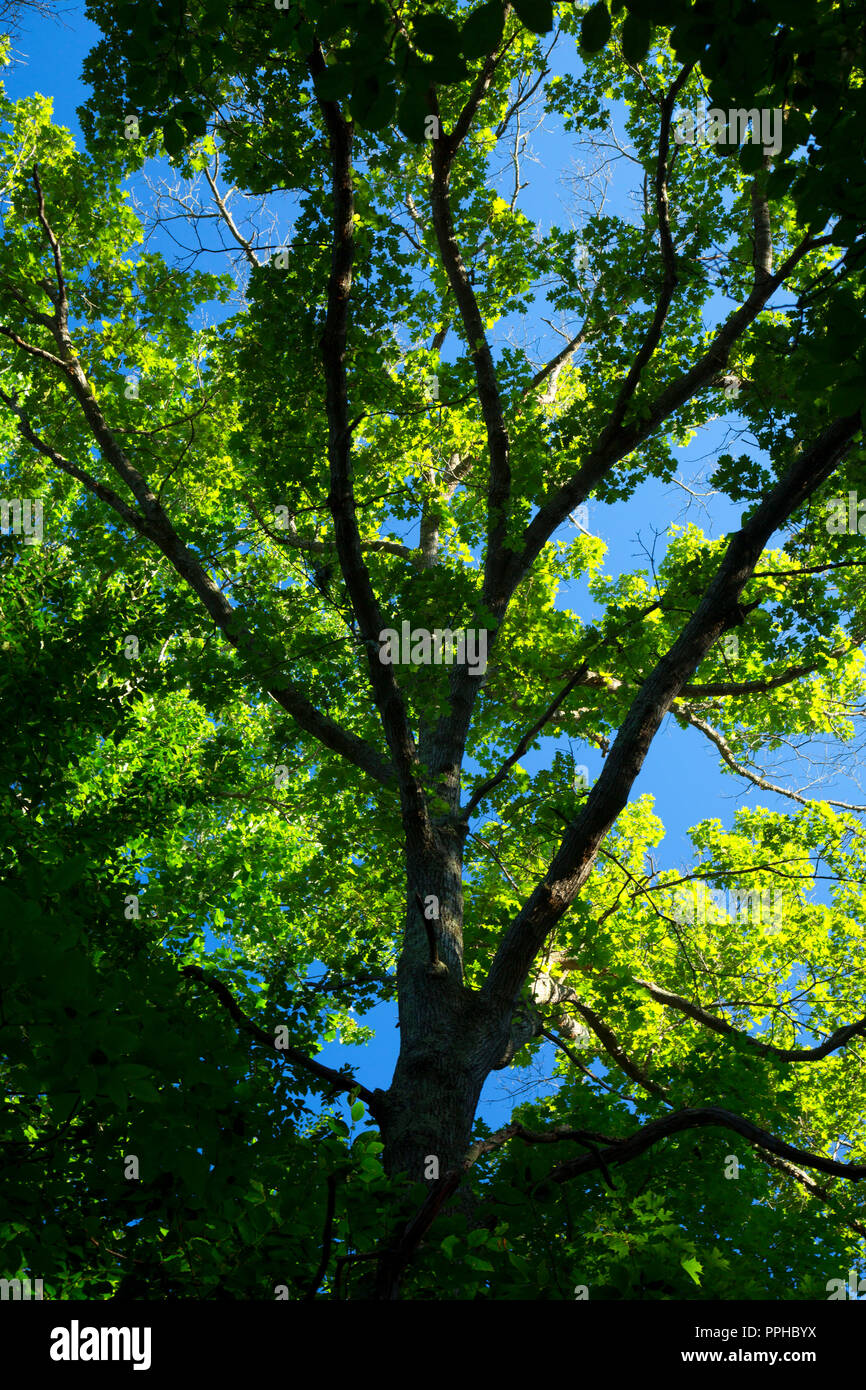 Forest canopy, Nehantic State Forest, Connecticut Stock Photo - Alamy