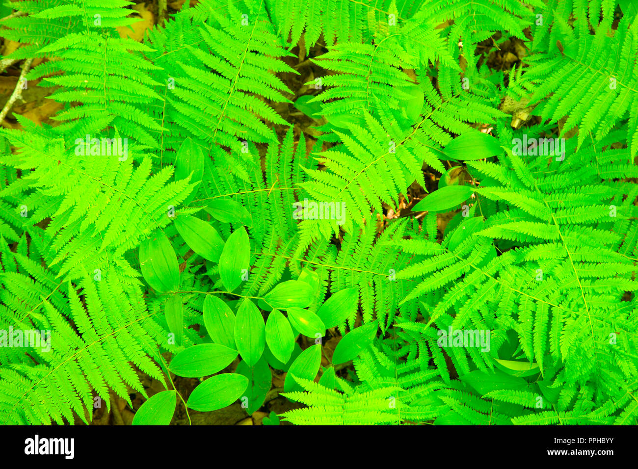 Ferns along Uncas Pond Connector Trail, Nehantic State Forest ...