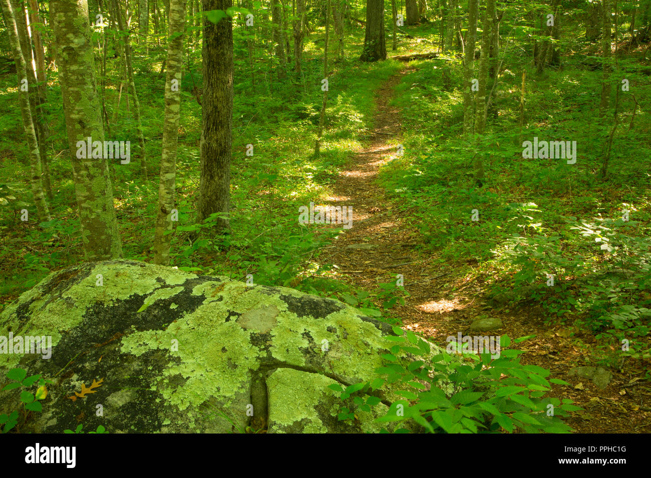 Nayantaquit Trail, Nehantic State Forest, Connecticut Stock Photo - Alamy