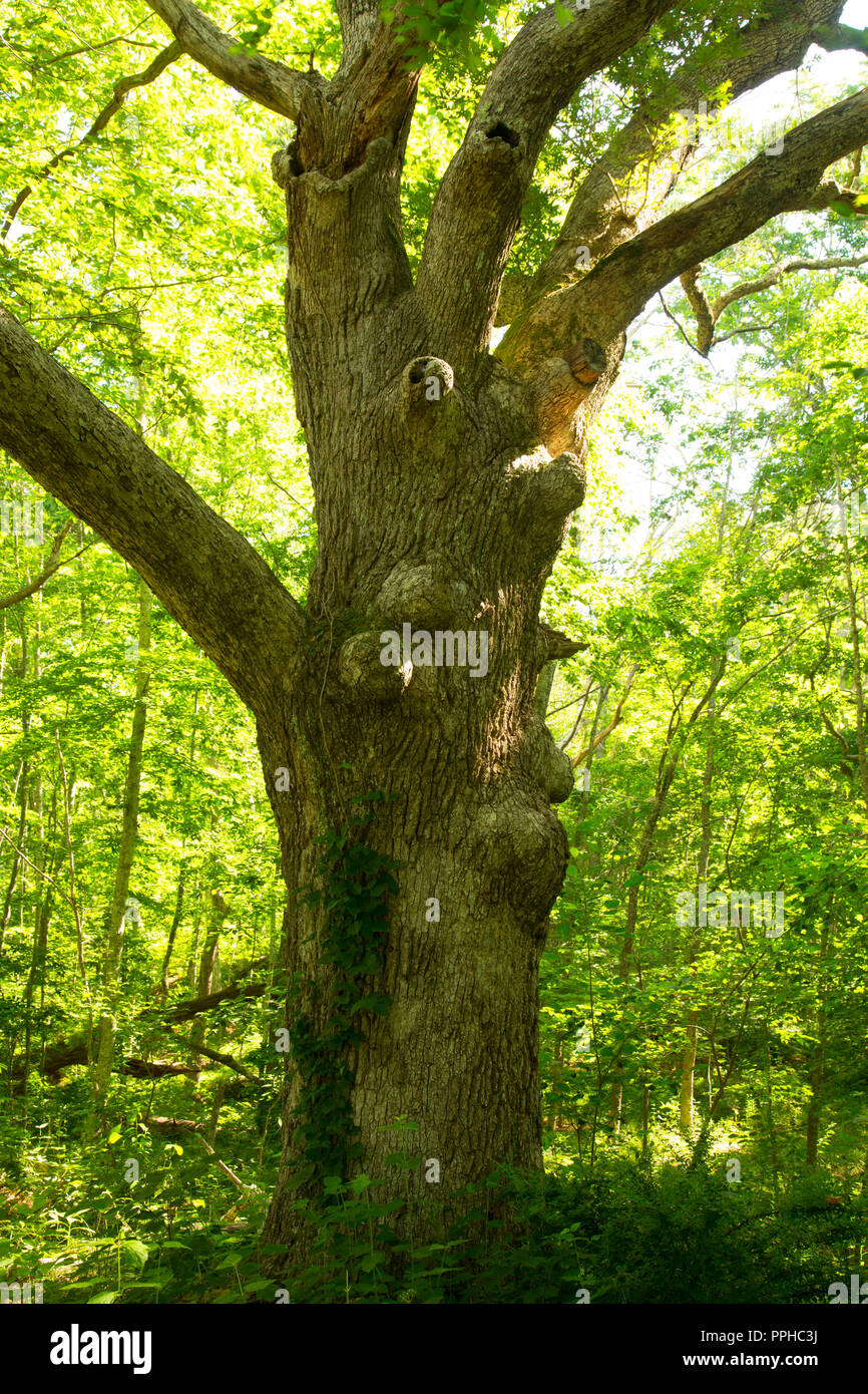 Maple trunk along Heritage Trail, Hartman Park, Lyme, Connecticut Stock ...