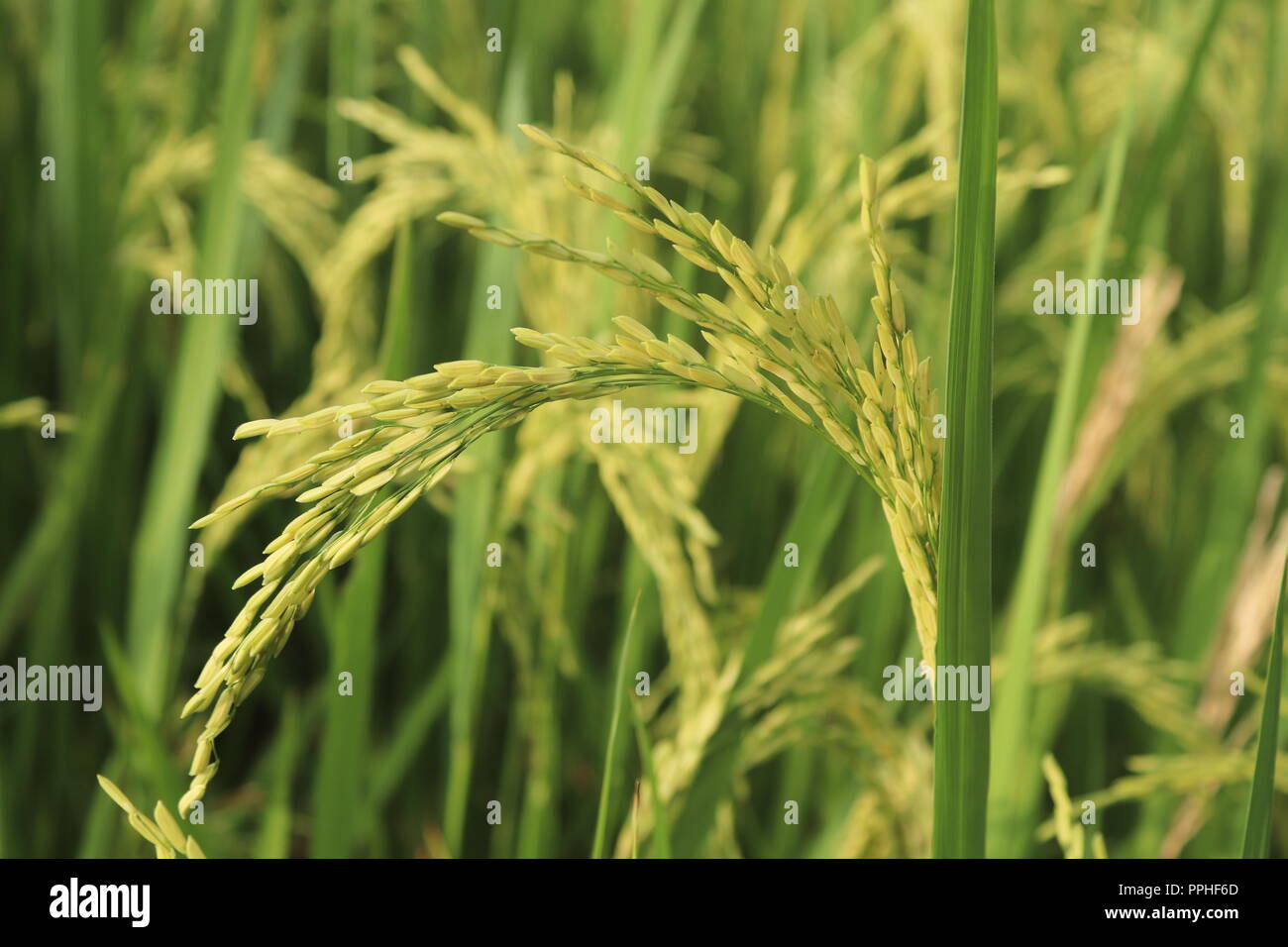 Rice tree with bunch of rice Stock Photo - Alamy