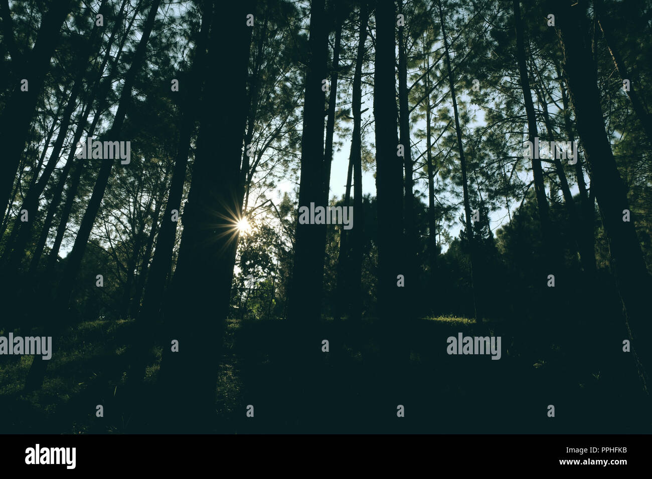 trees in the forest, Pine forest, sunlight, sunset, sunshine Stock ...