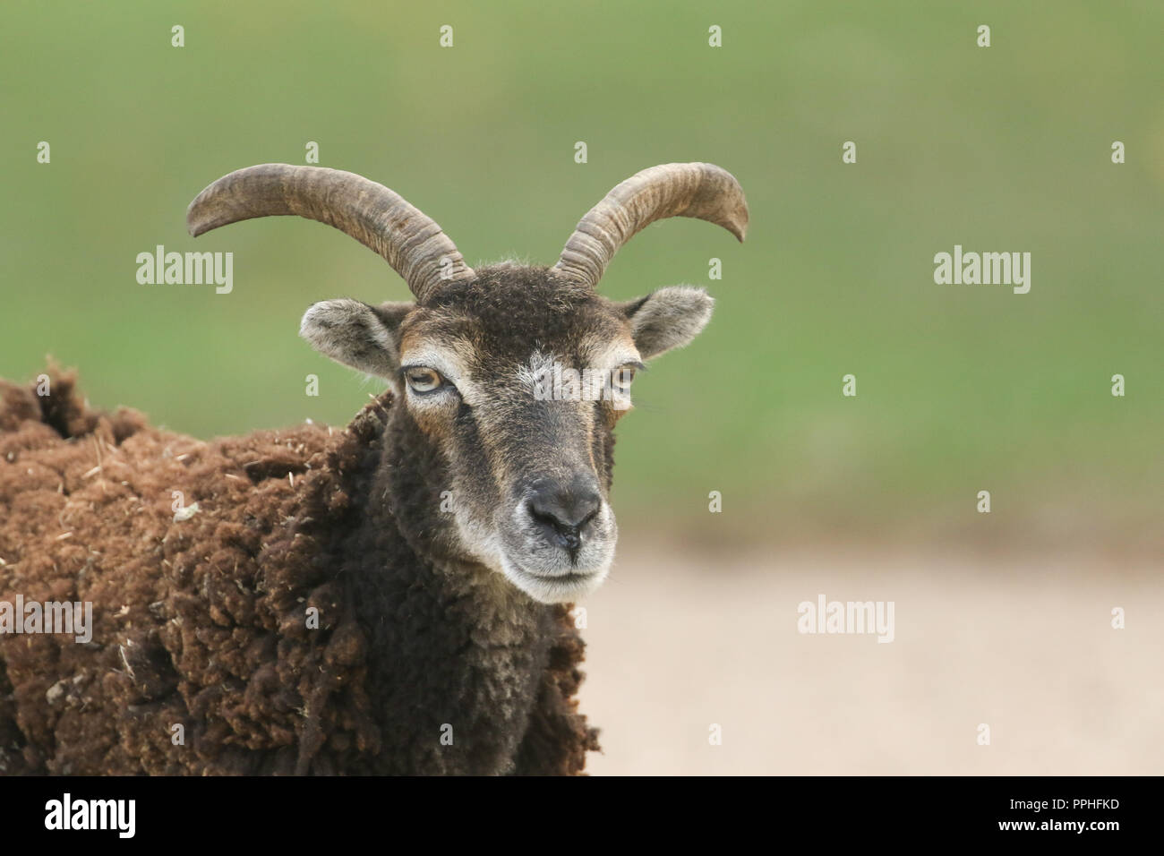 Soay sheep rare breed hi-res stock photography and images - Alamy