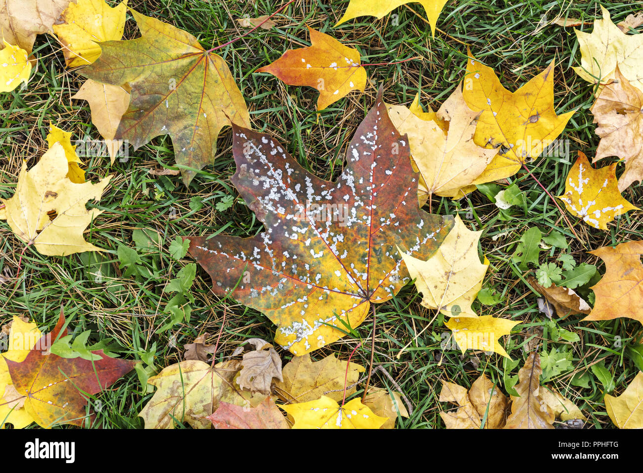 natural autumnal background. multicolored maple tree leaves on green ...