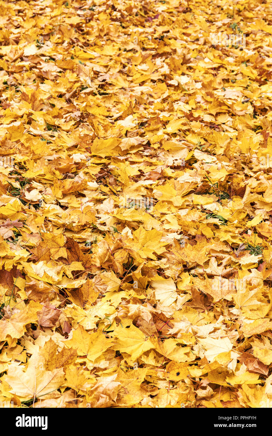 bright yellow fallen maple tree leaves closeup view. natural background ...