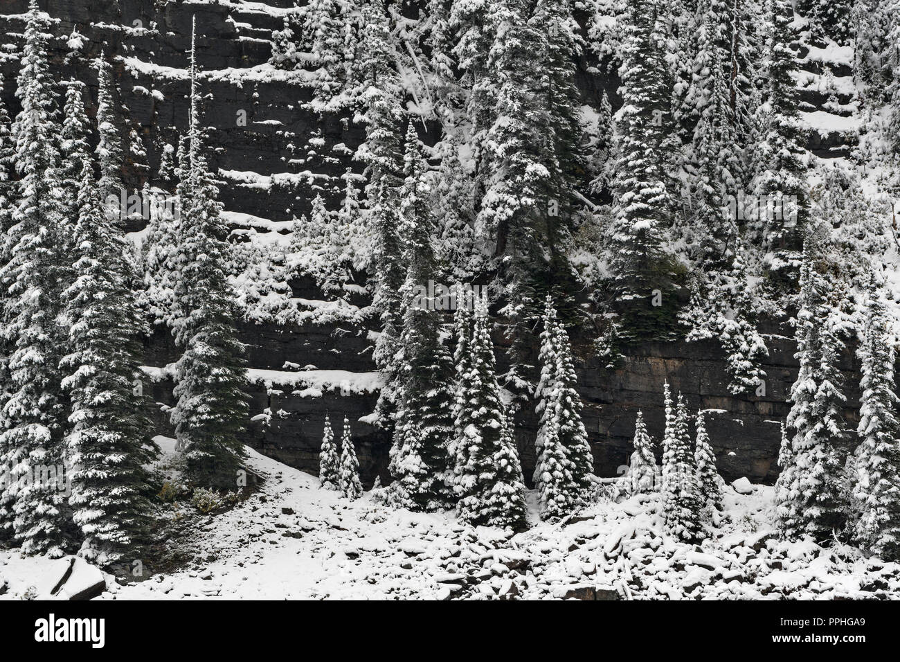 Banff trees autumn hi-res stock photography and images - Alamy